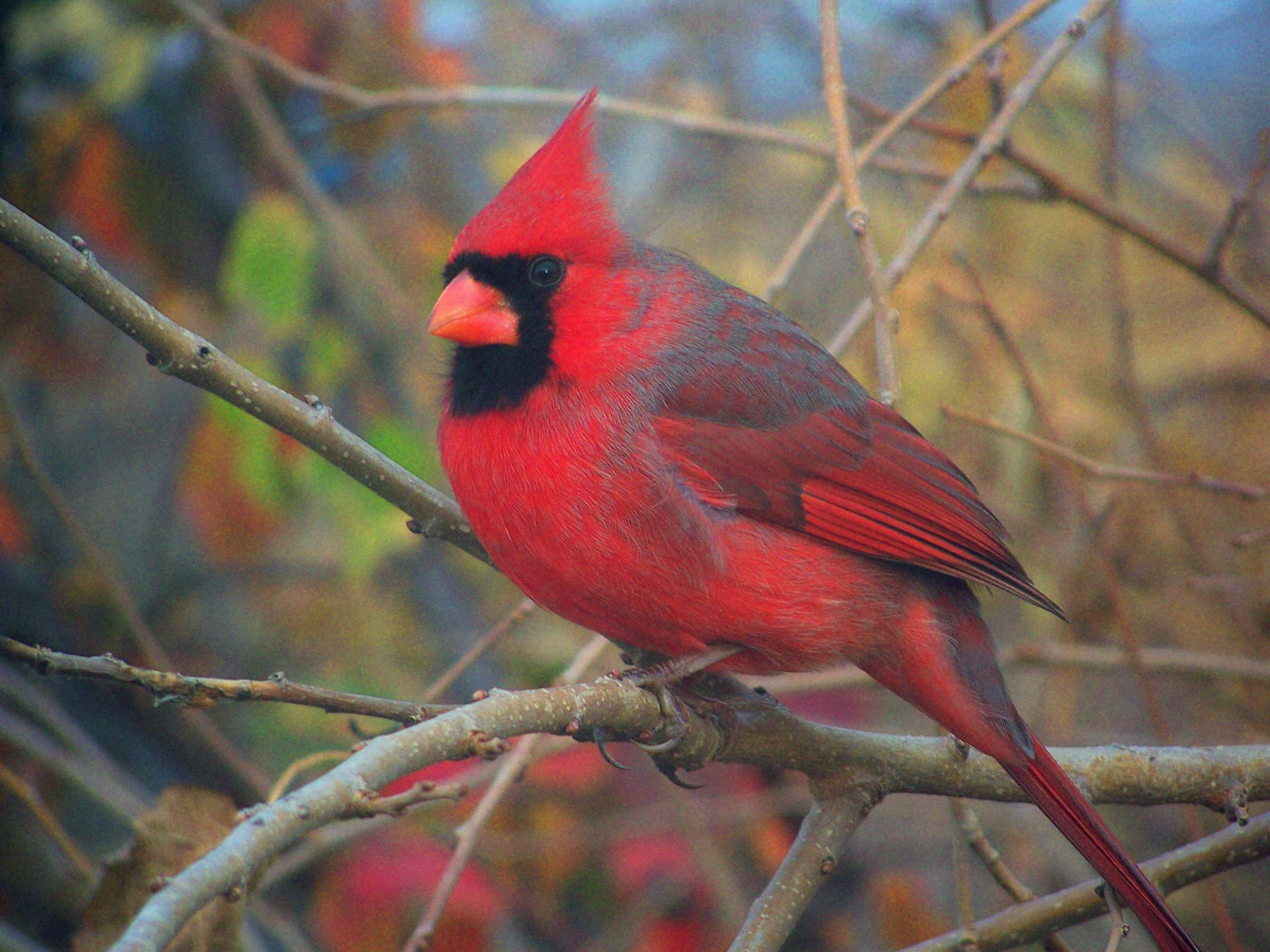 Cardinal in Oklahoma. | Shutterbug